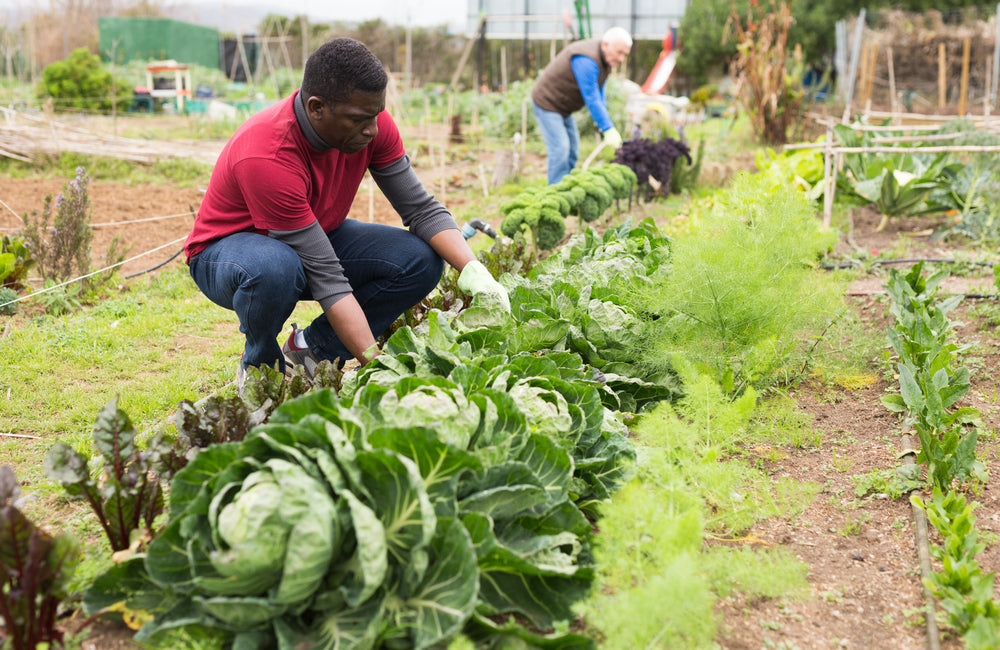 Grow It Yourself: A Climate Action Tool – GROW HQ