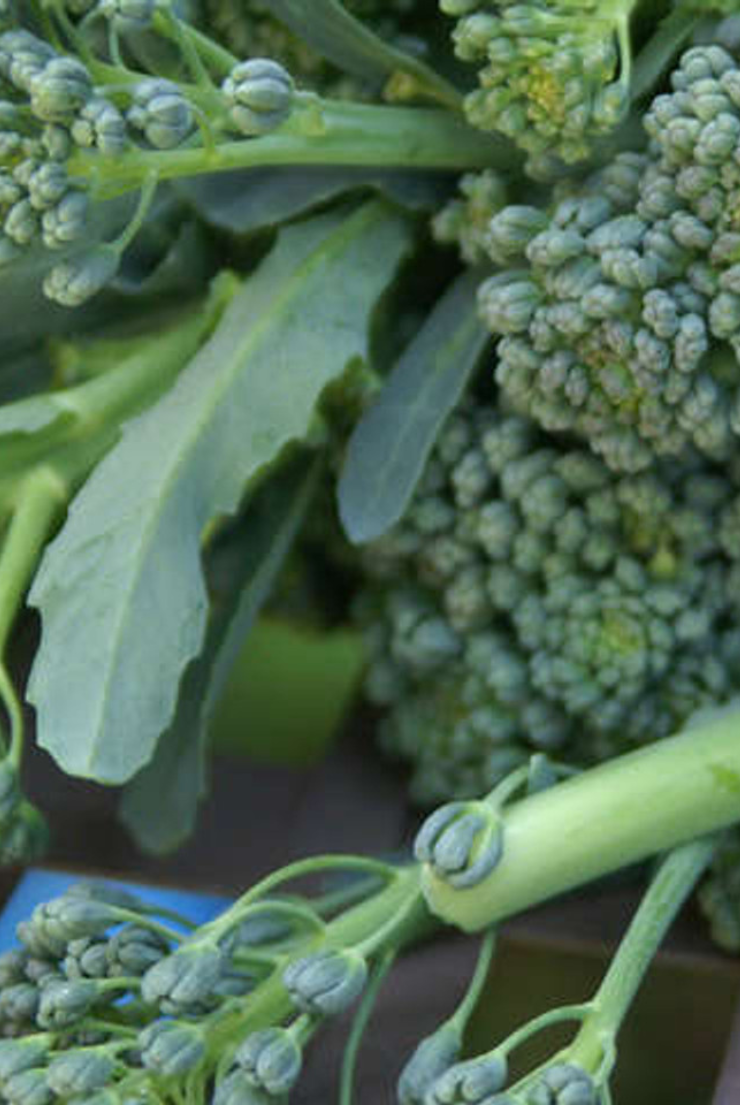 Broccoli, Calabrese 'Green Sprouting' Seeds – GROW HQ