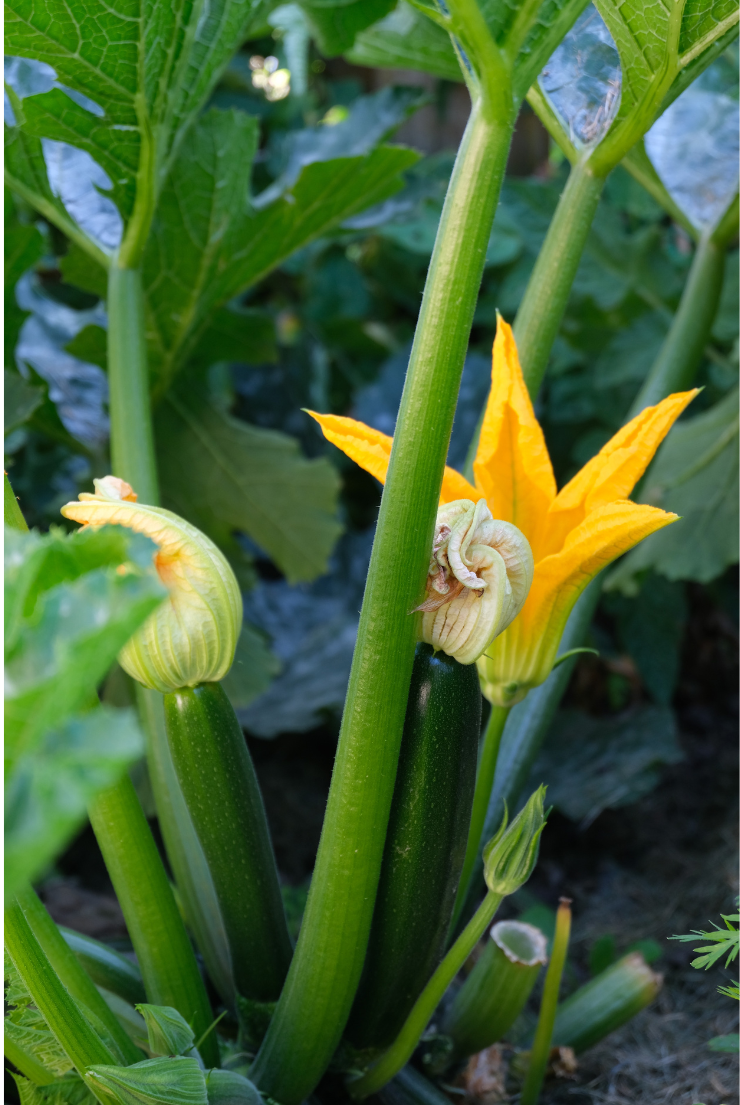 Courgette Seeds 'Ambassador F1' – GROW HQ