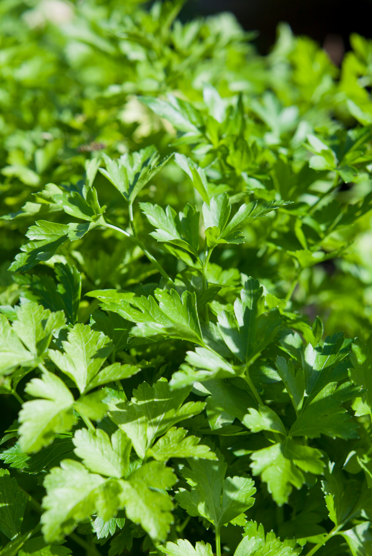 Parsley Seeds (Flat Leaf Italian Giant) – GROW HQ